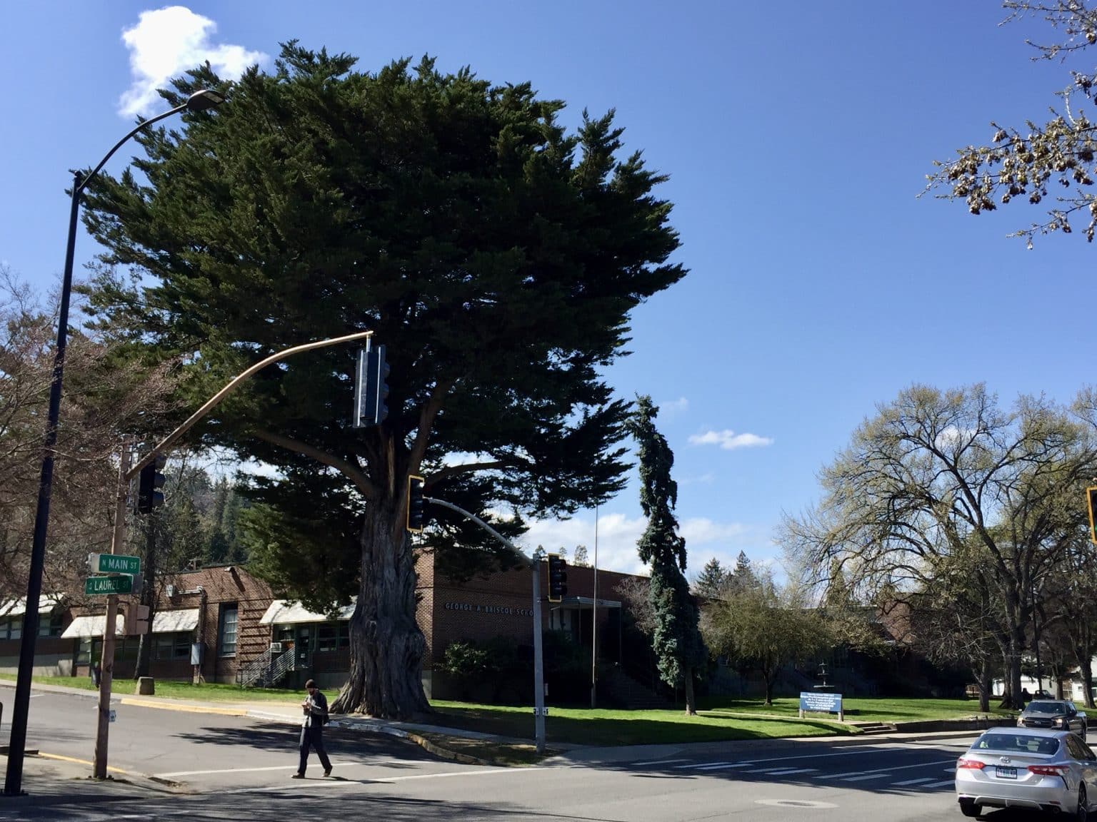 Ashland Tree of the Year: photos of every one! - Walk Ashland