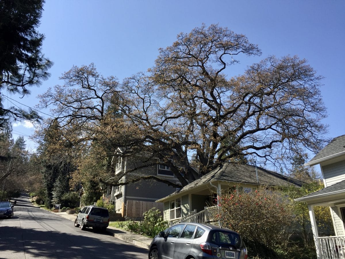 Ashland Tree of the Year: photos of every one! - Walk Ashland