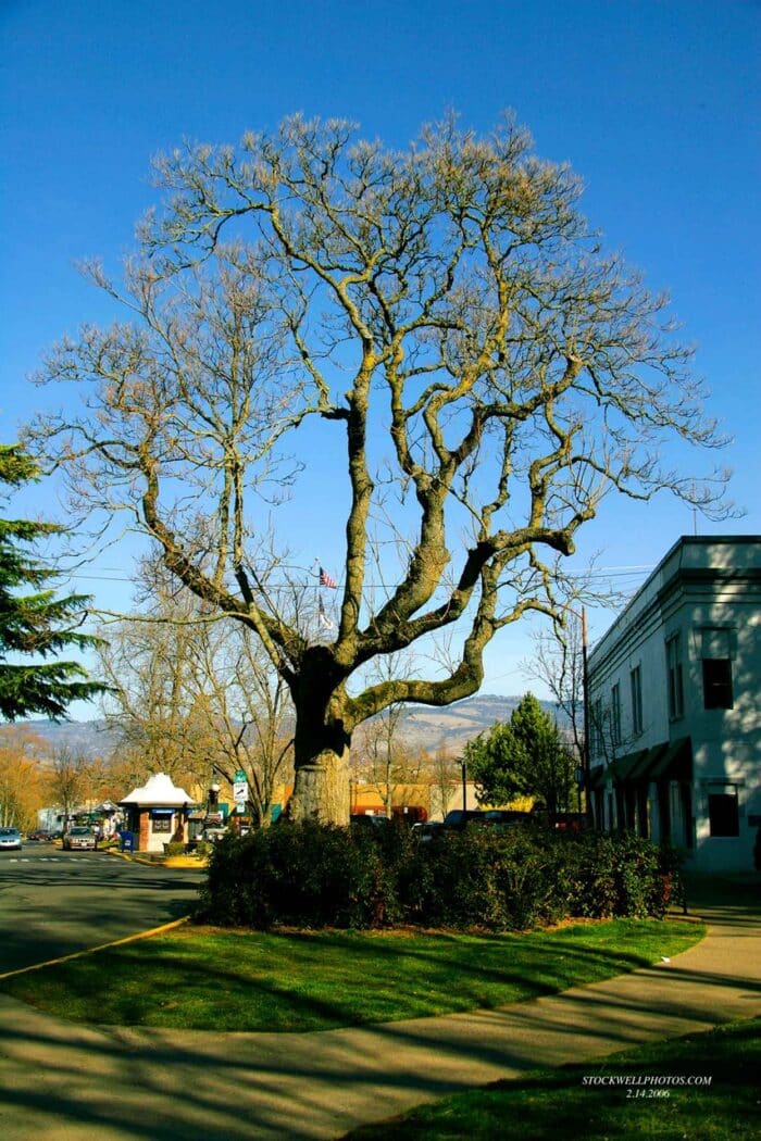 Tree of the Year 1989: Tree of Heaven - Walk Ashland
