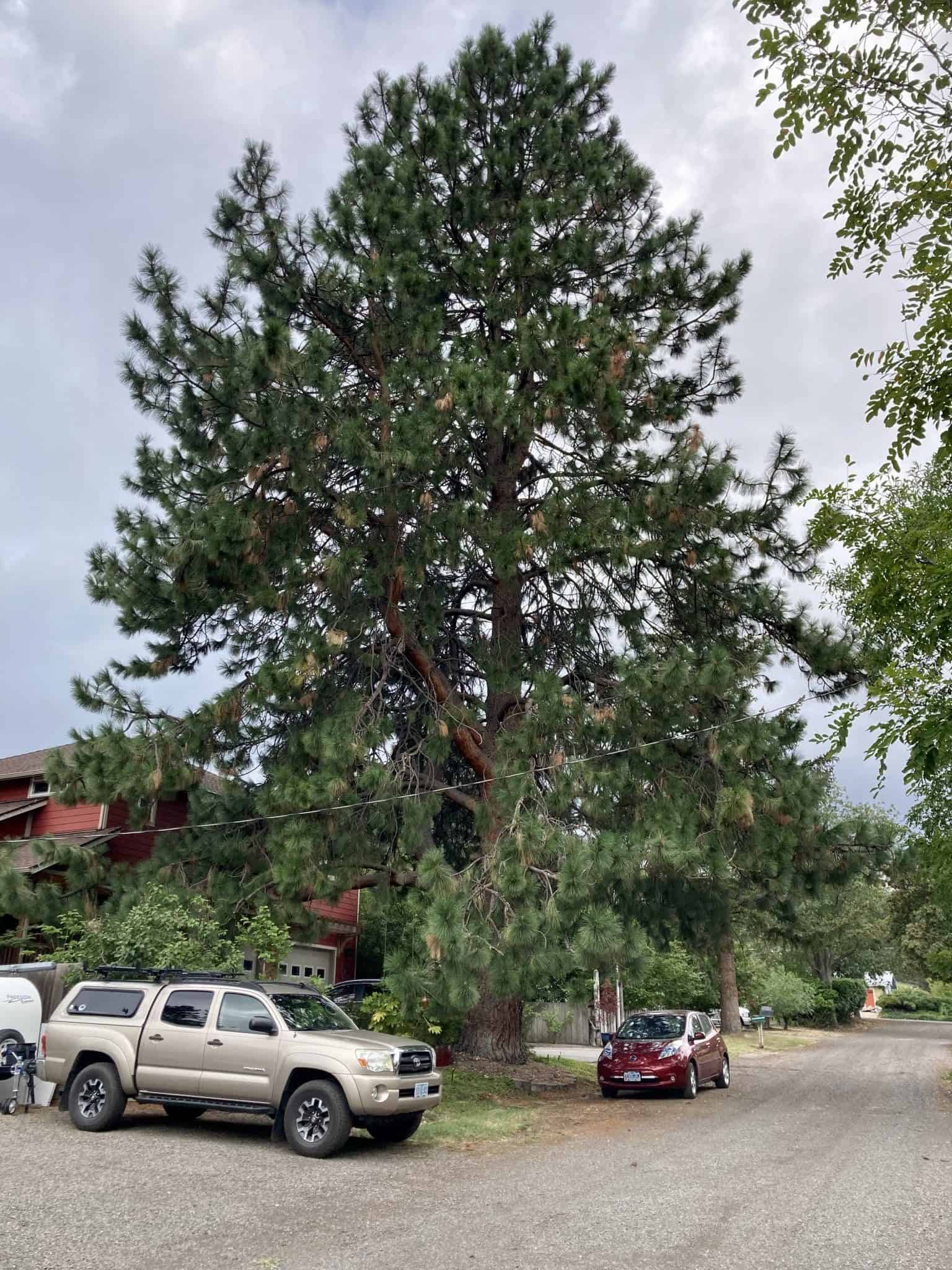 Black Oak Way - Walk Ashland