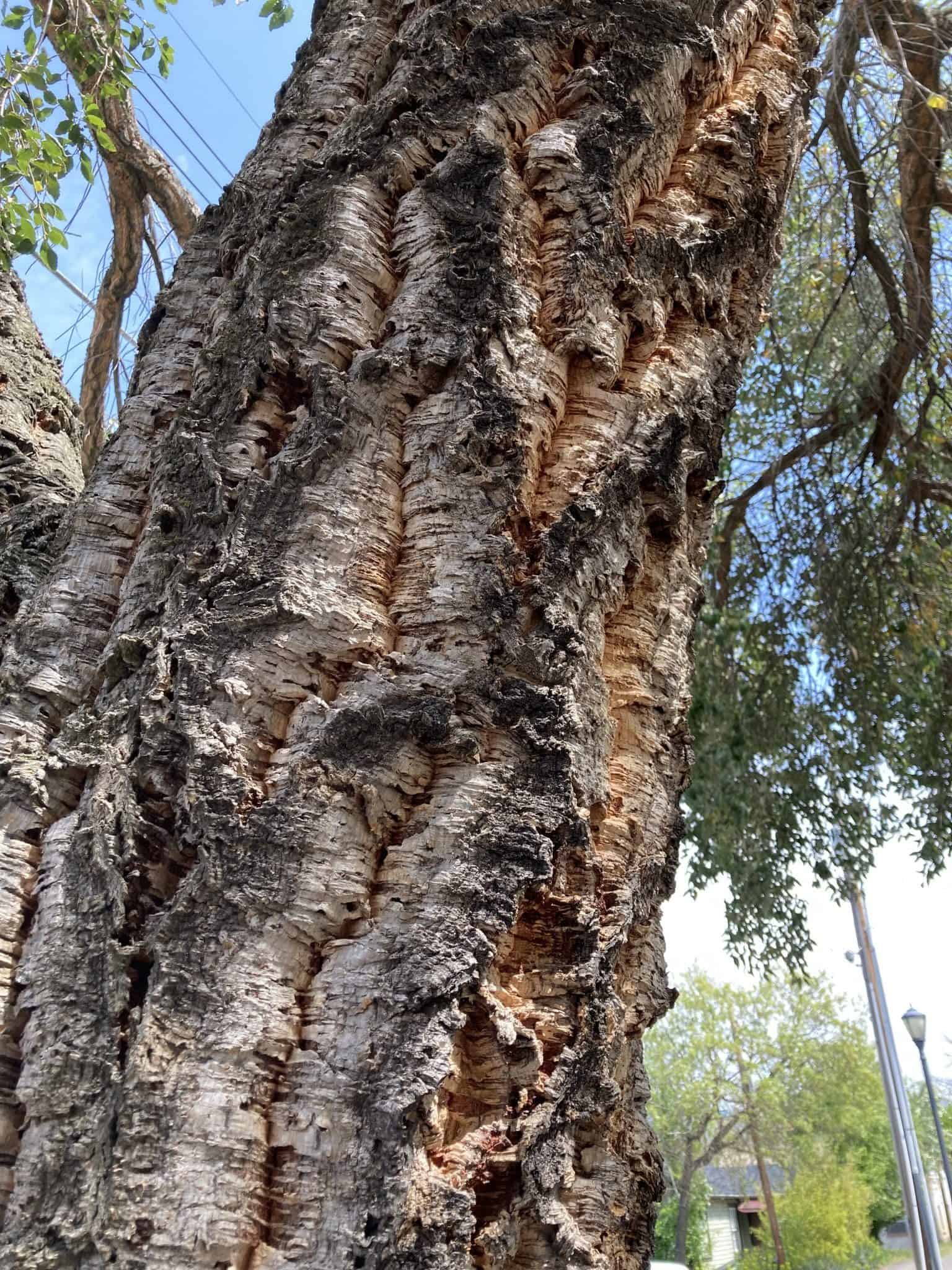 Tree of the Year 2021: Cork oak on Fourth Street - Walk Ashland