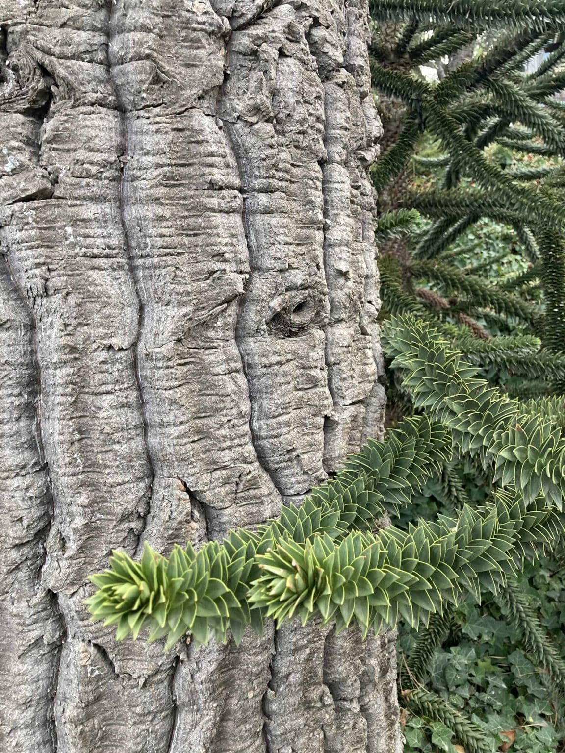 Tree of the Year 1990: Monkey Puzzle tree - Walk Ashland