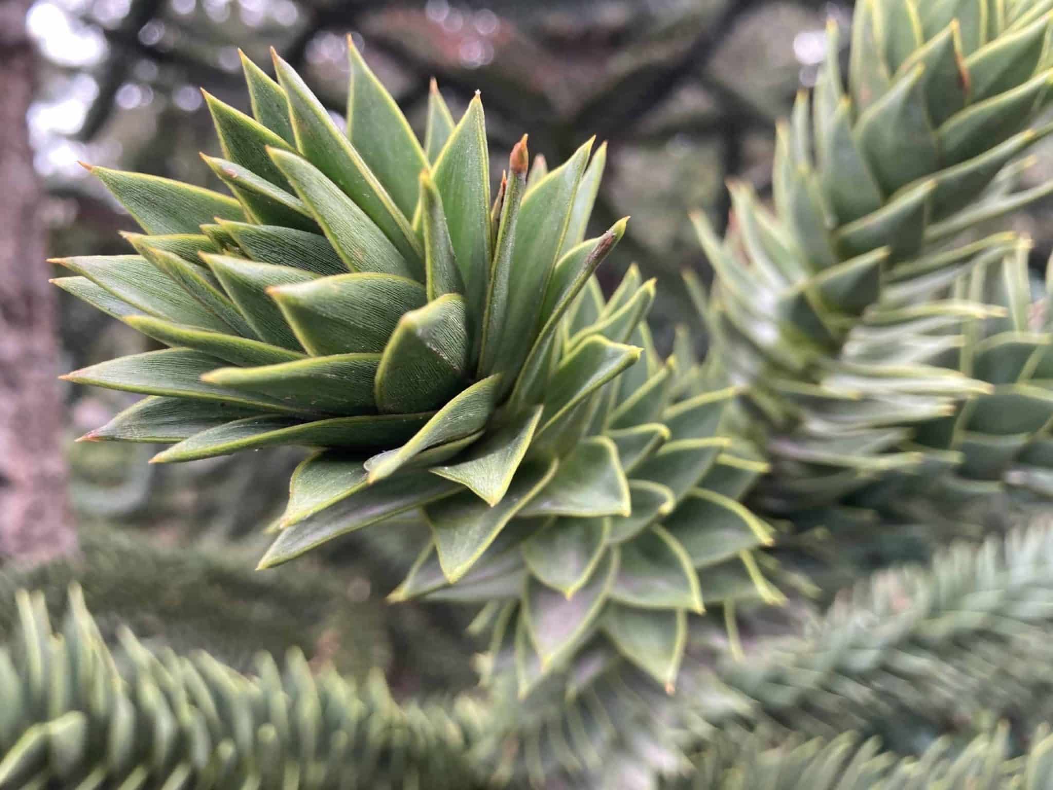 Tree of the Year 1990: Monkey Puzzle tree - Walk Ashland