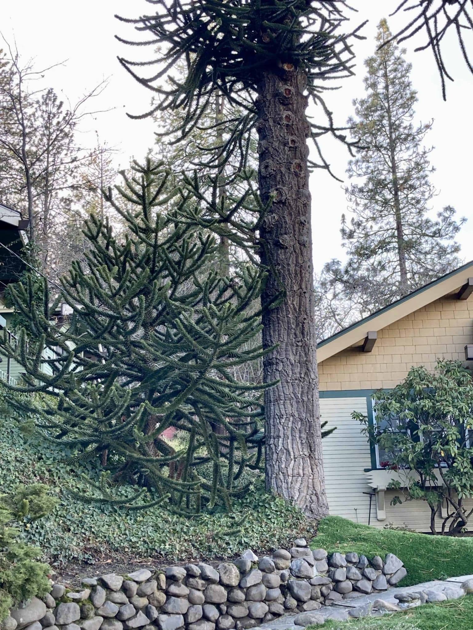Tree of the Year 1990: Monkey Puzzle tree - Walk Ashland