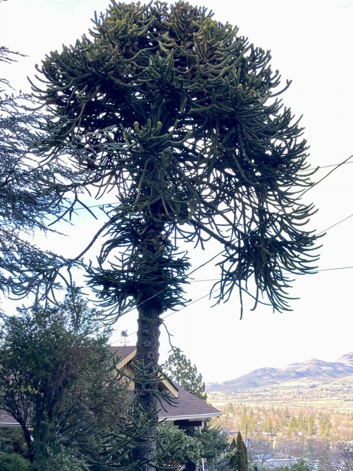 Tree of the Year 1990: Monkey Puzzle tree - Walk Ashland