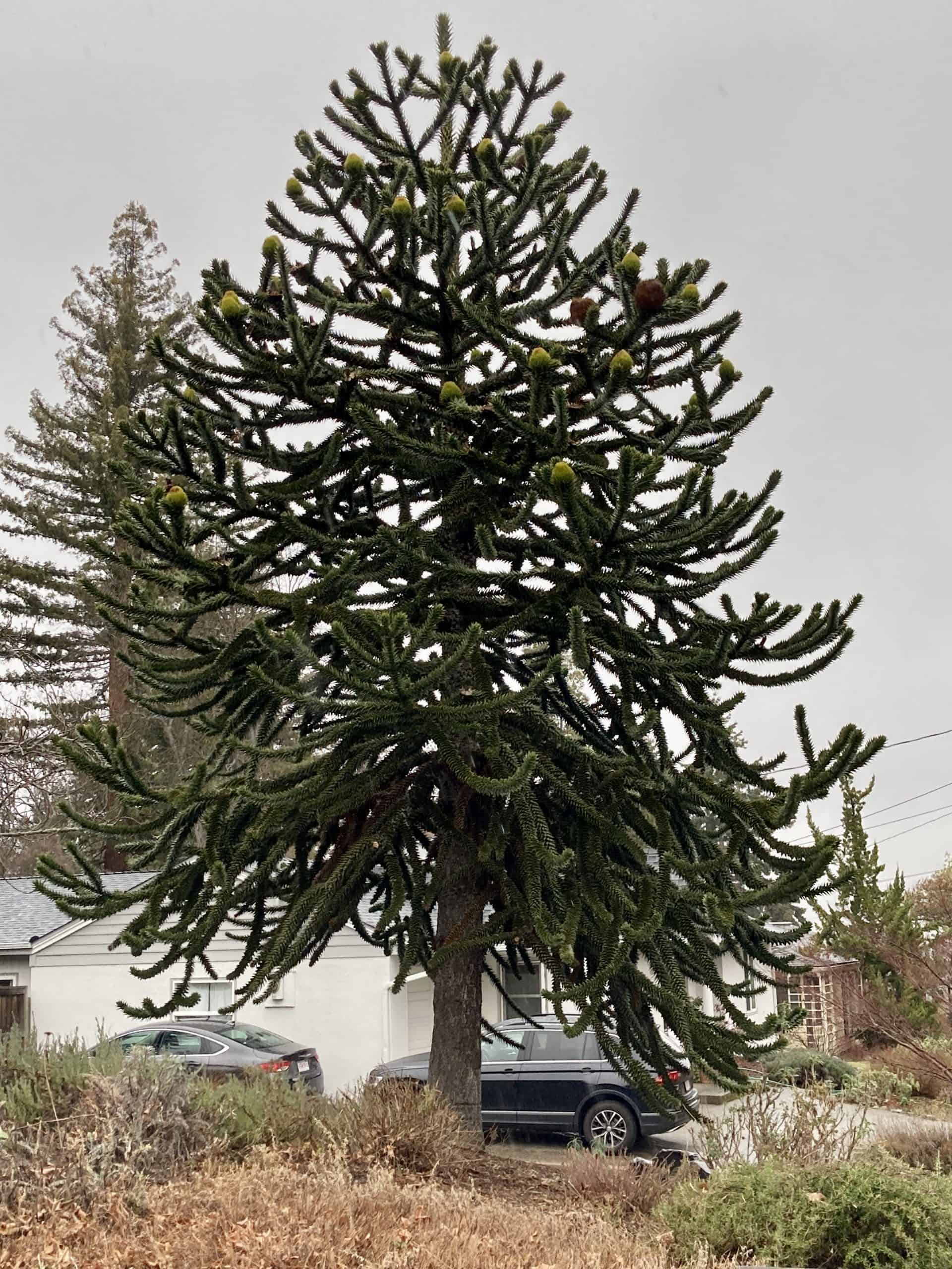 Tree of the Year 1990: Monkey Puzzle tree - Walk Ashland