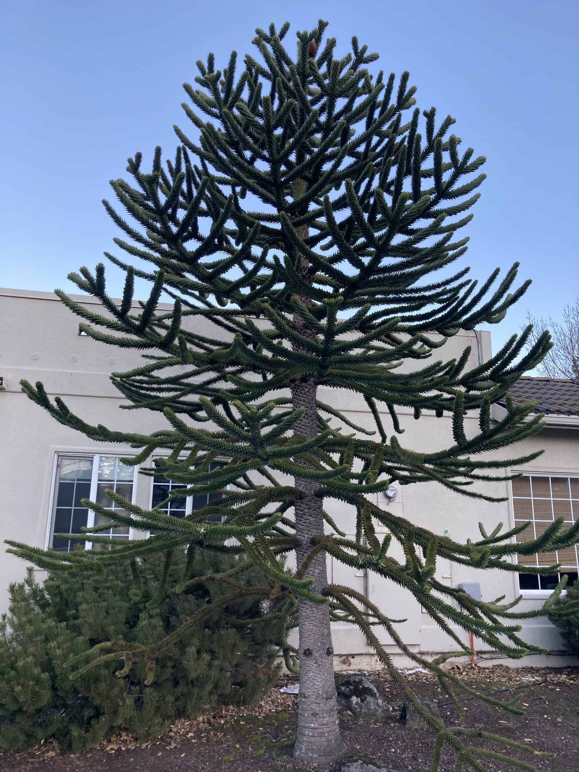 Tree of the Year 1990: Monkey Puzzle tree - Walk Ashland