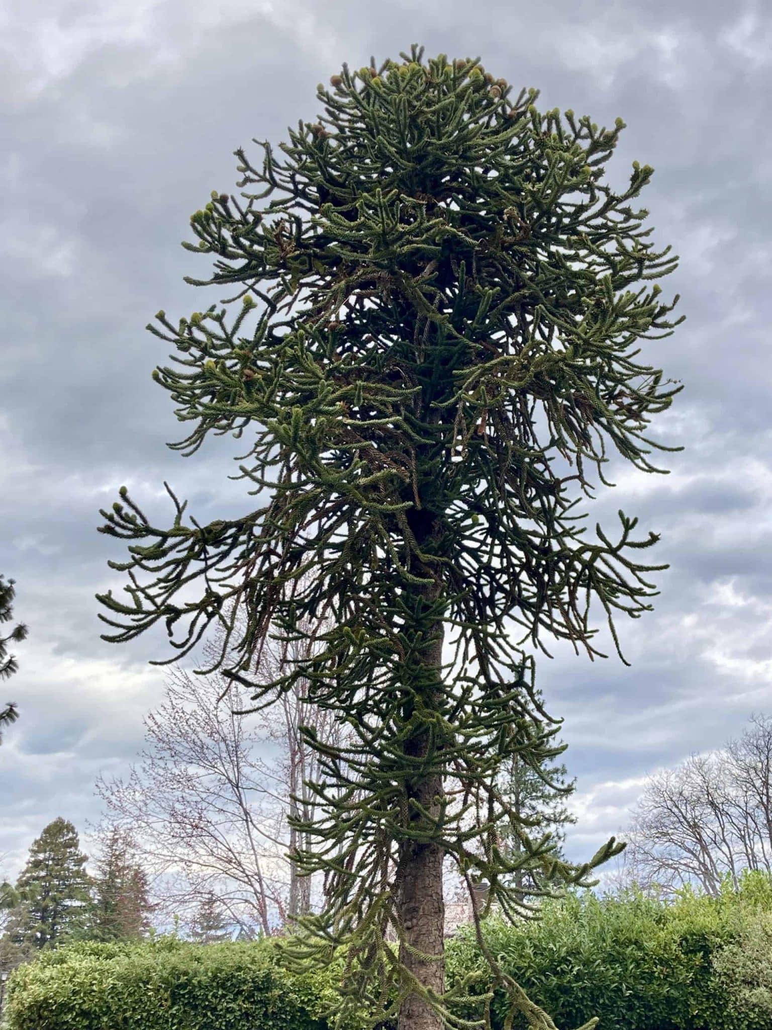 Tree of the Year 1990: Monkey Puzzle tree - Walk Ashland