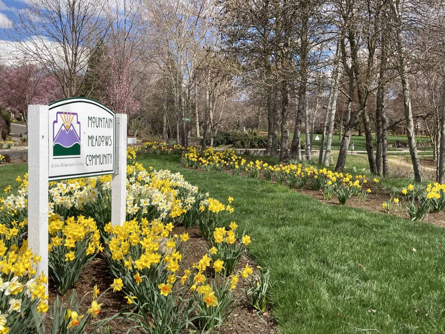 Daffodils in Ashland: Profusion of spring color - Walk Ashland