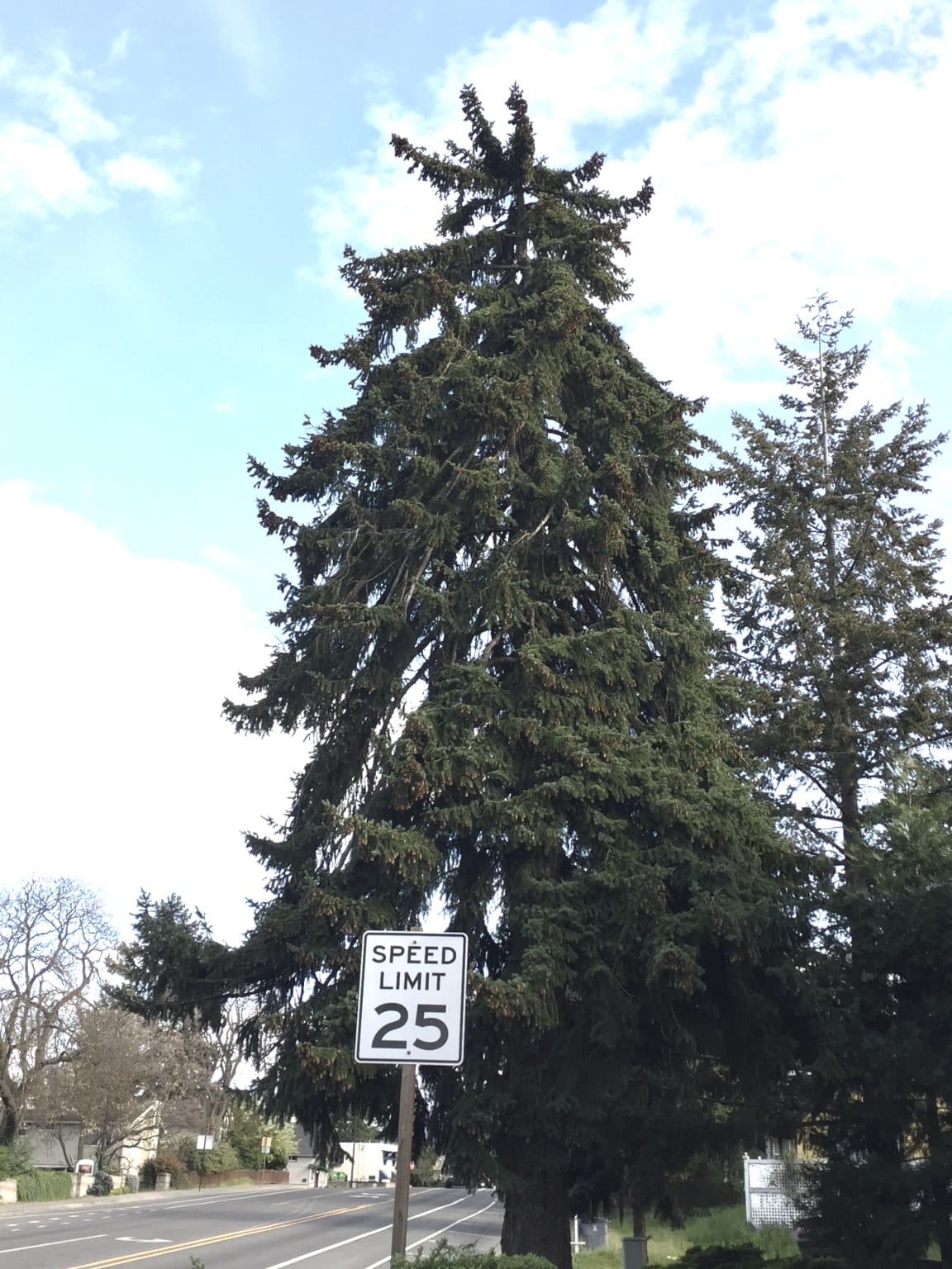 Ashland Tree of the Year: photos of every one! - Walk Ashland